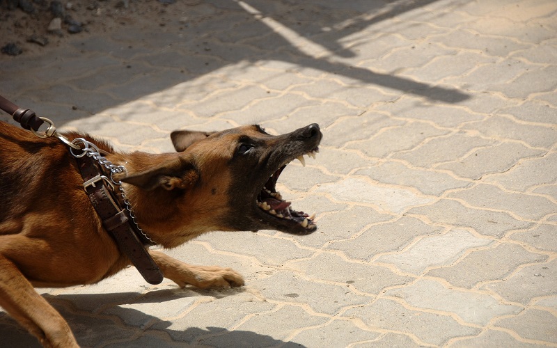 Purpose of a Dog Management Plan - Tips from a Dog Trainer.